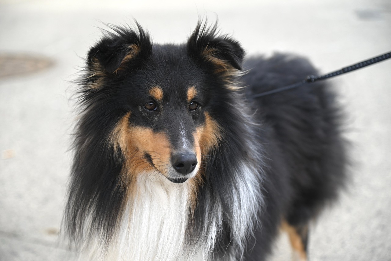Chien Dog Animal Domestique - Photo gratuite sur Pixabay - Pixabay