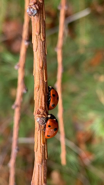 Coccinelles Bugs Insectes - Photo gratuite sur Pixabay - Pixabay