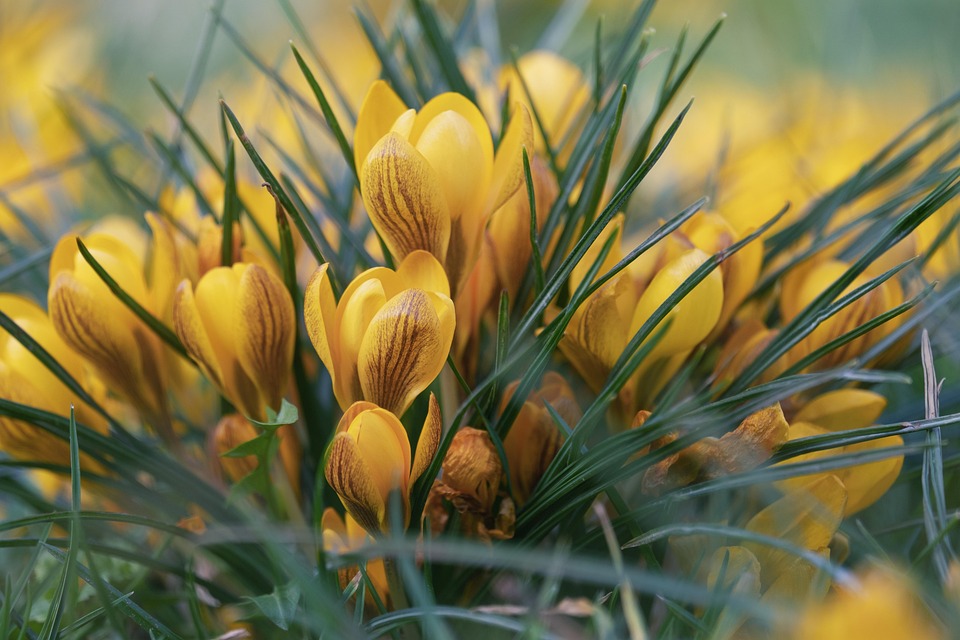 Flowers Crocuses Bloom - Free photo on Pixabay