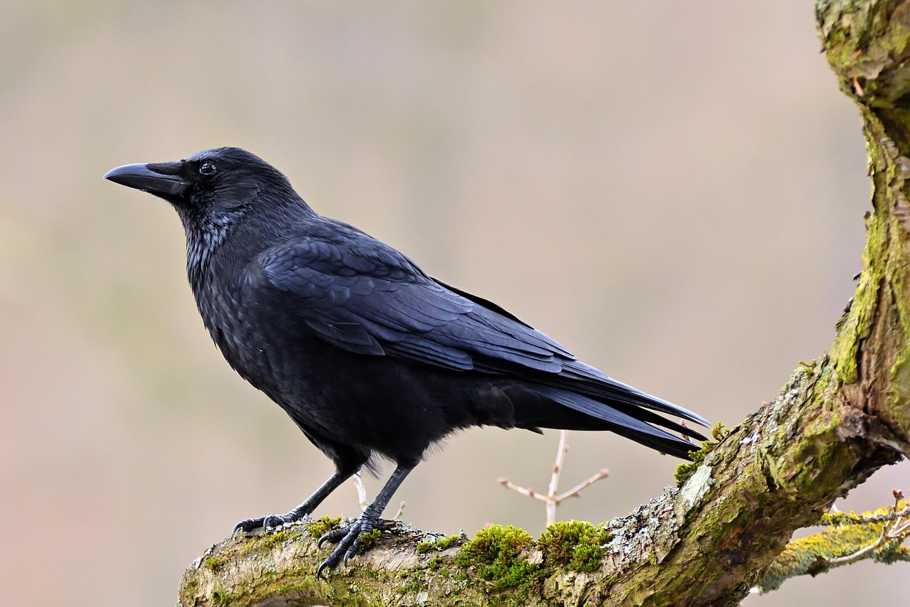 100 000 Free Cute Crow Crow Images Pixabay 100 000 Free Cute Crow Crow Images Pixabay
