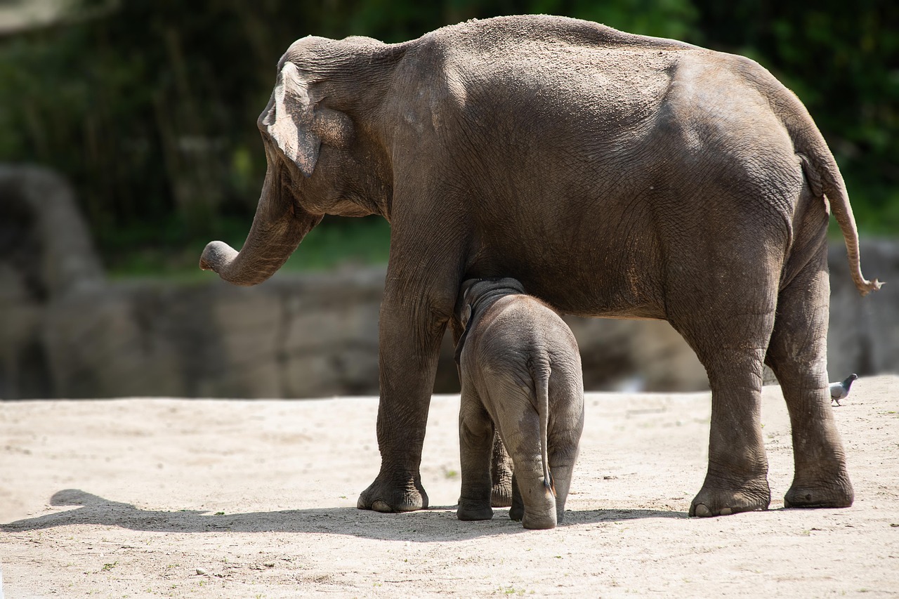 4,000+ Free Cubs & Nature Images - Pixabay