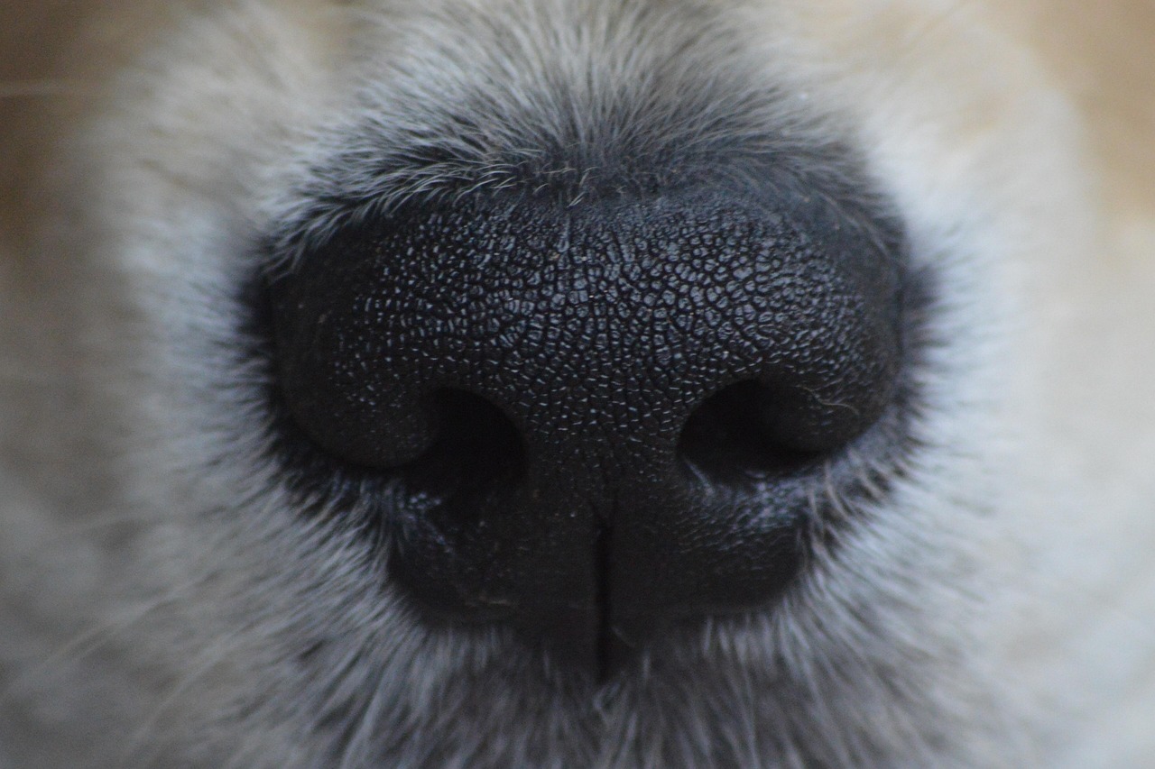 Nariz De Perro Mascota - Foto gratis en Pixabay - Pixabay
