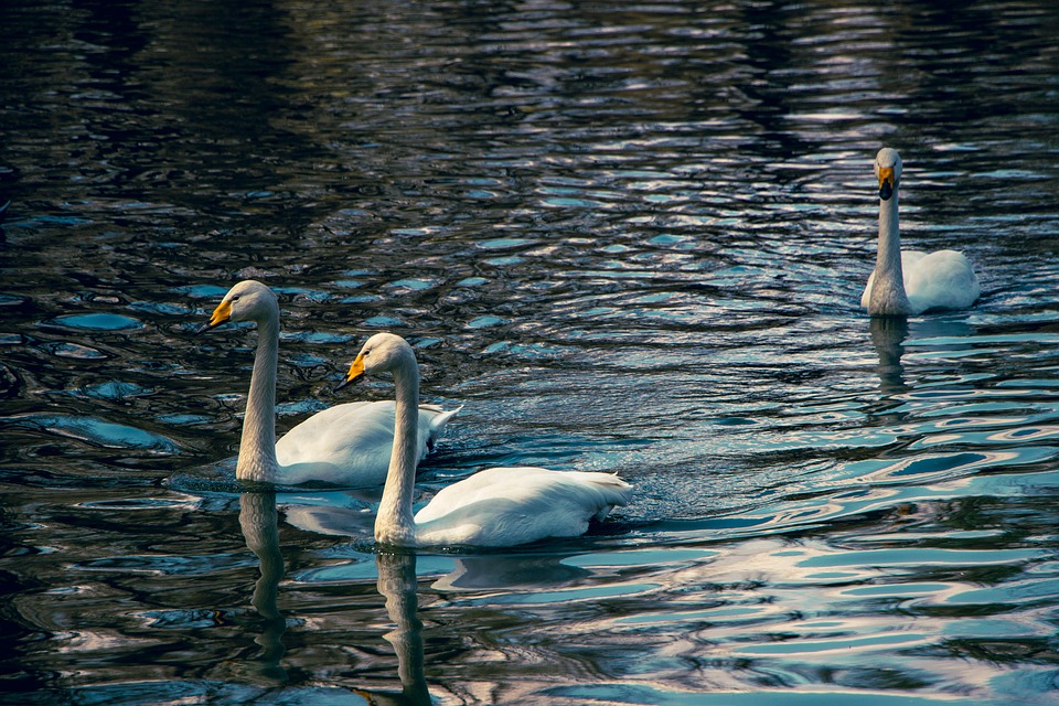 Swans Birds Animals White - Free photo on Pixabay