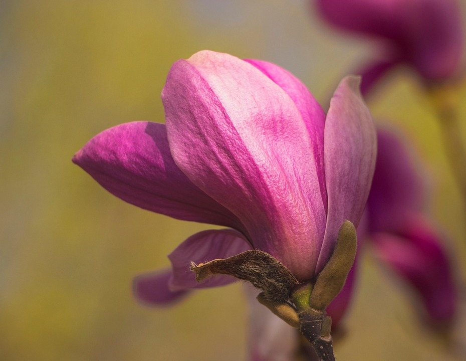 Magnolia Flower Plant - Free photo on Pixabay