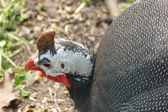 Chicken Wildlife - Free photo on Pixabay - Pixabay