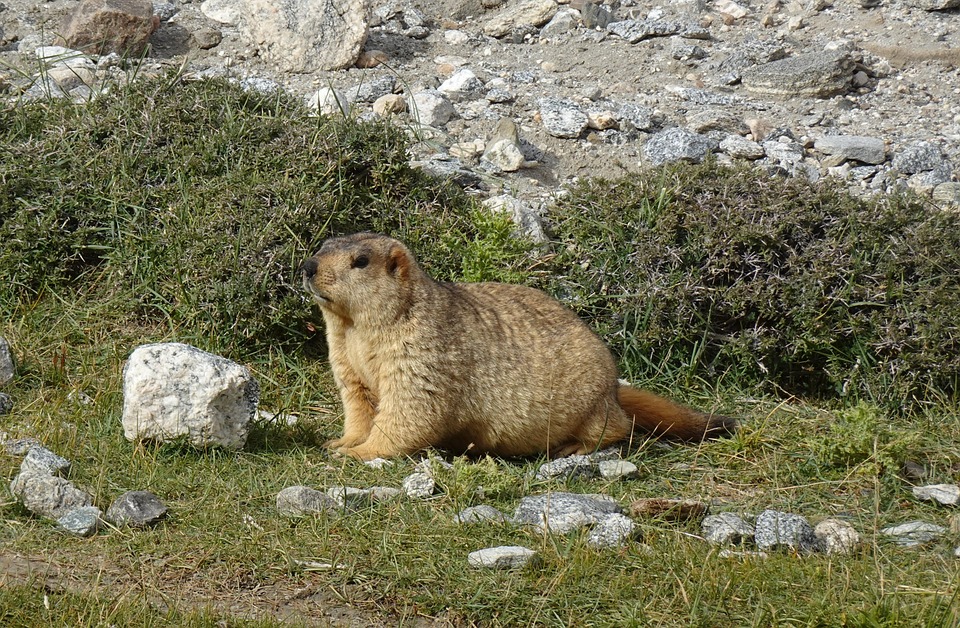 Himalayan Marmot Marmota - Free photo on Pixabay - Pixabay