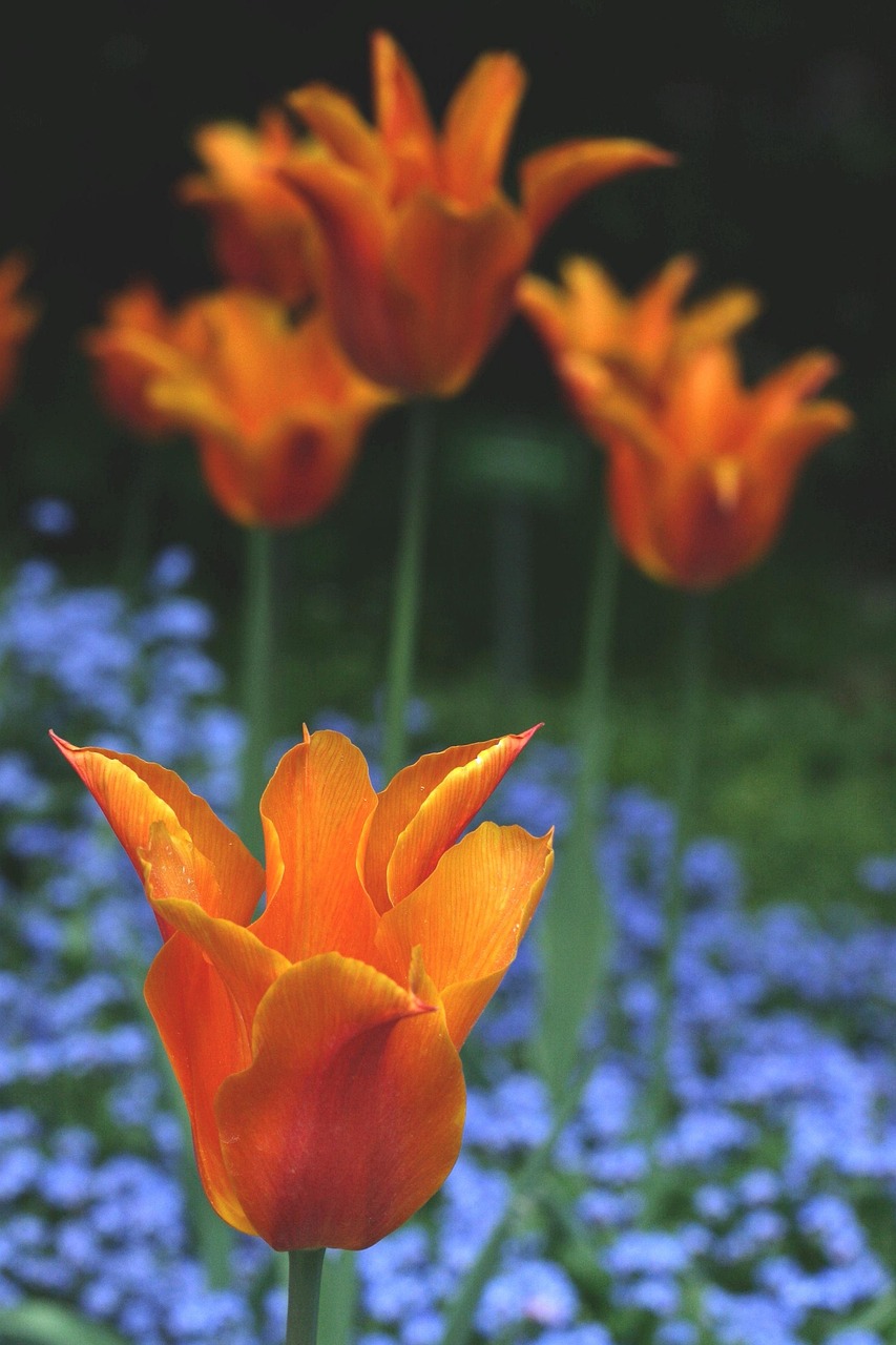 Flowers Tulips Botany - Free photo on Pixabay