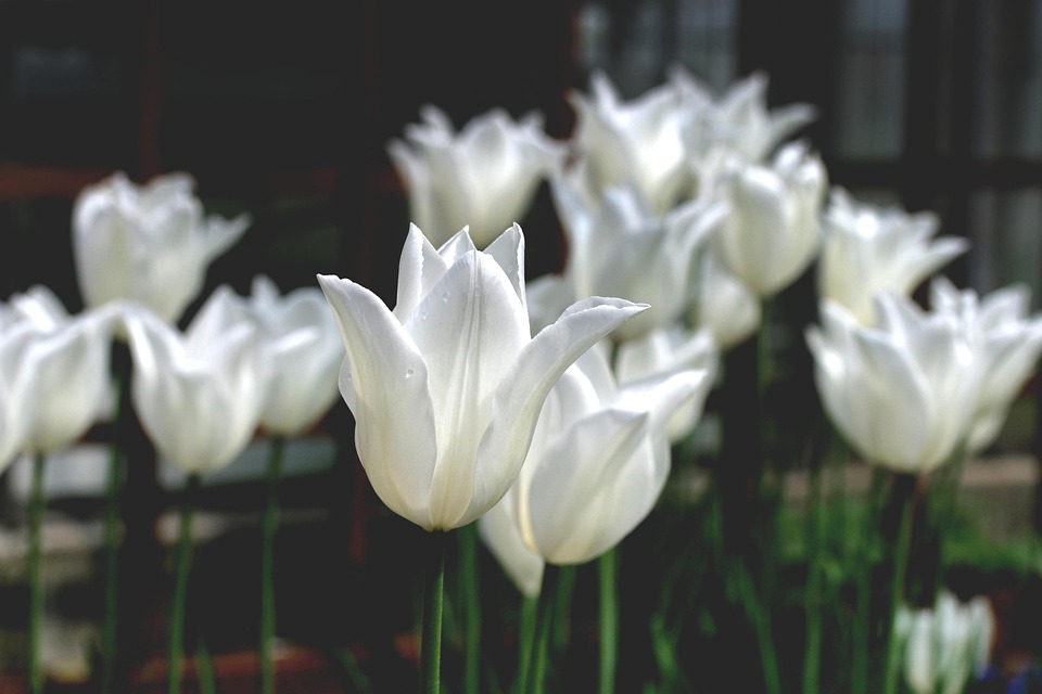Tulip Flower Plant White - Free photo on Pixabay