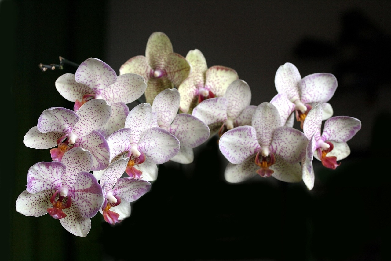 Orchidée Phaleonopsis - Photo gratuite sur Pixabay - Pixabay