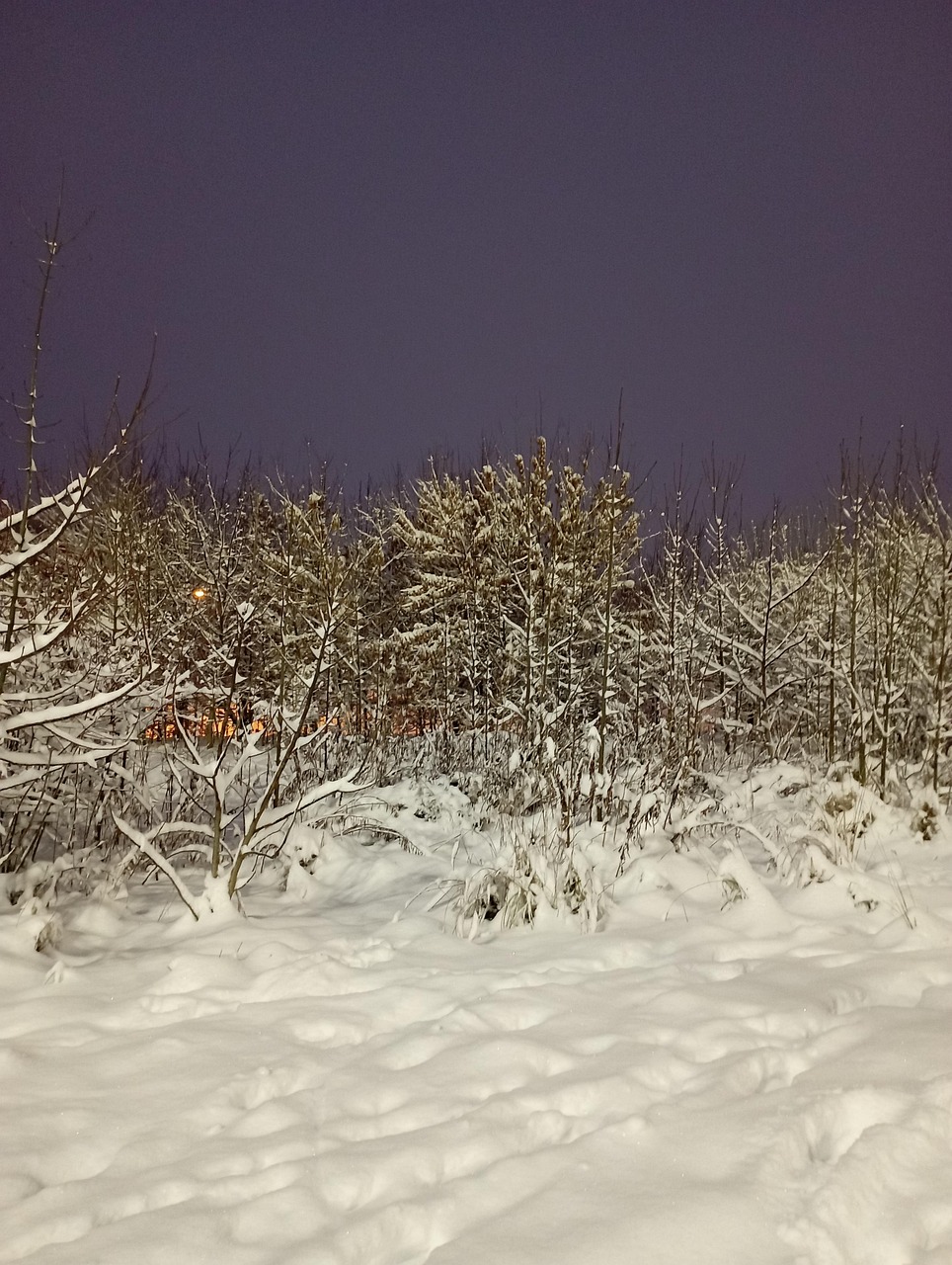 Winter Snow Bushes In The - Free photo on Pixabay - Pixabay
