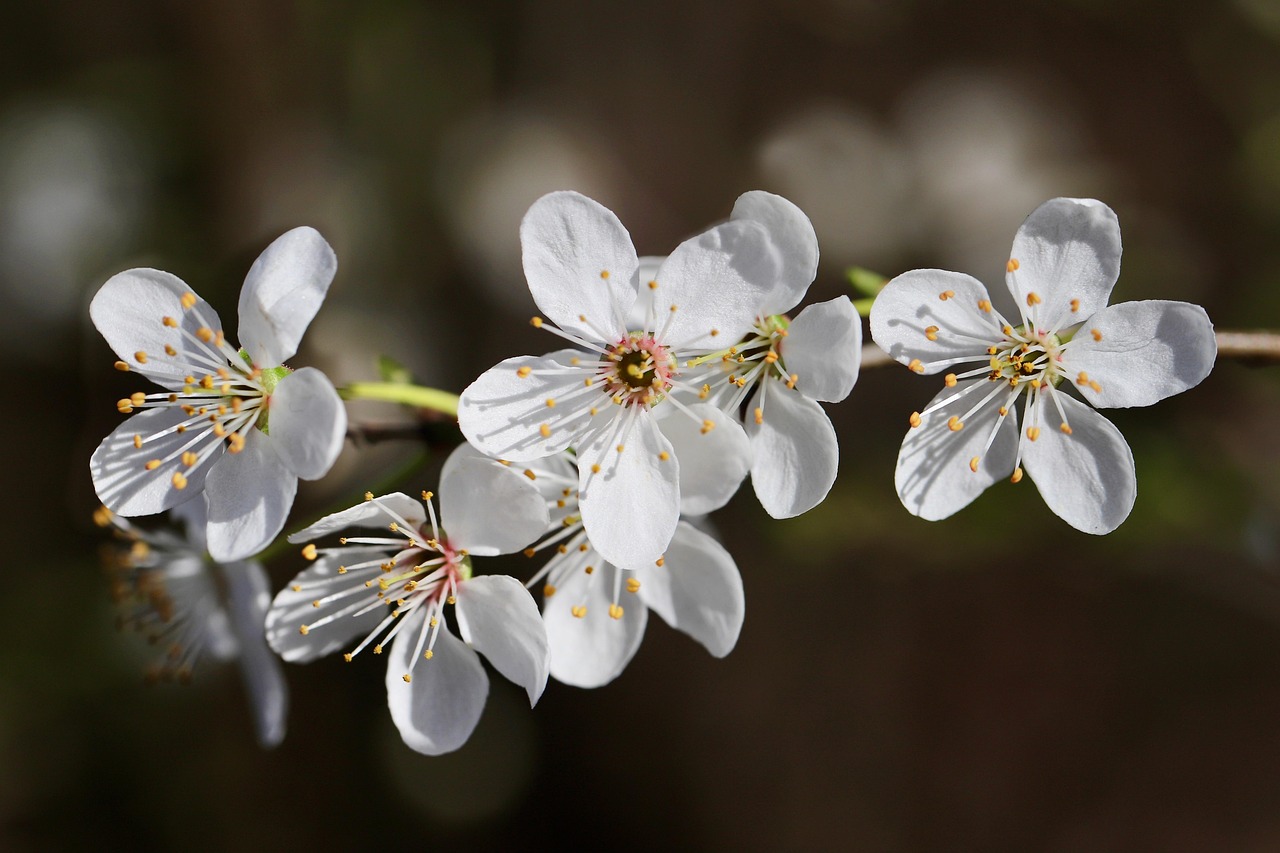 Cherry Plum Blossom Flowers Spring - Free photo on Pixabay