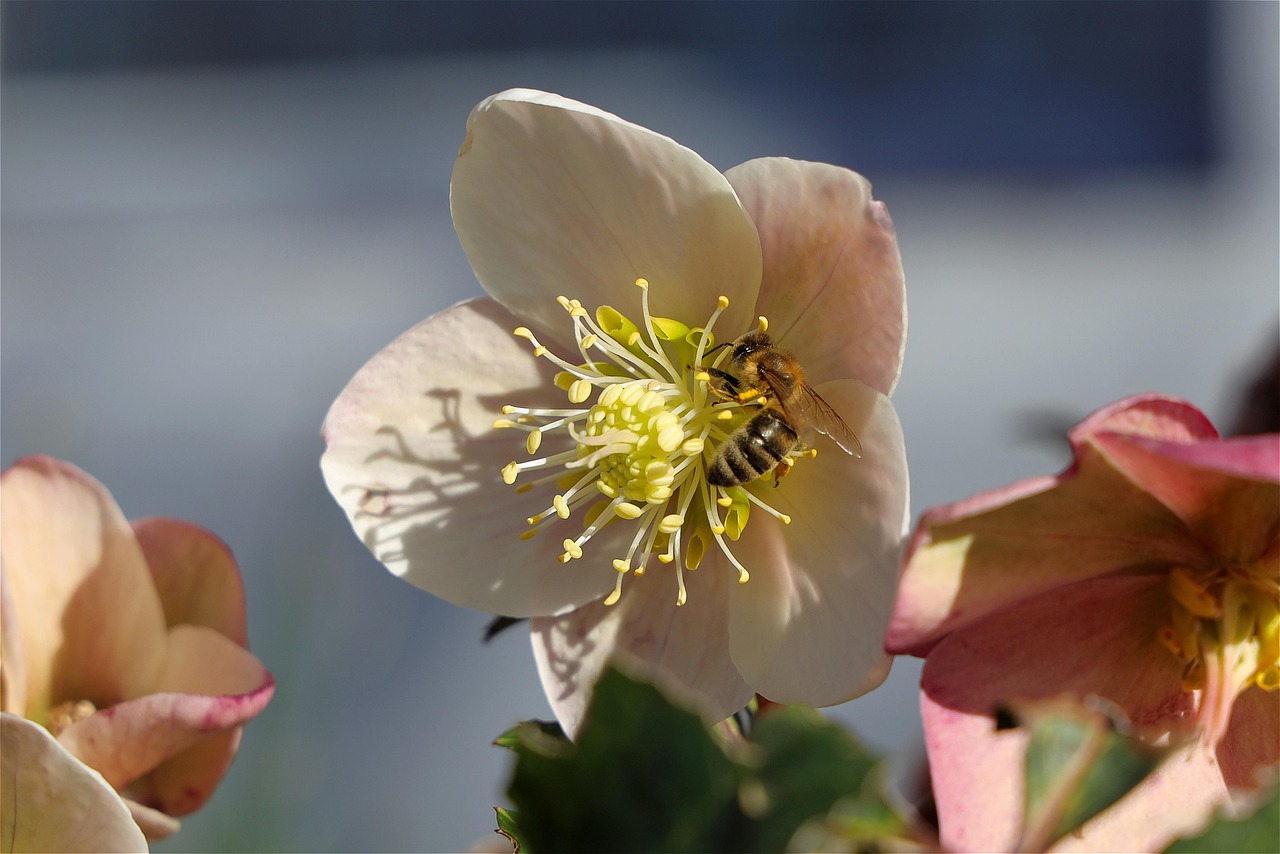 Flower Bee Entomology - Free photo on Pixabay