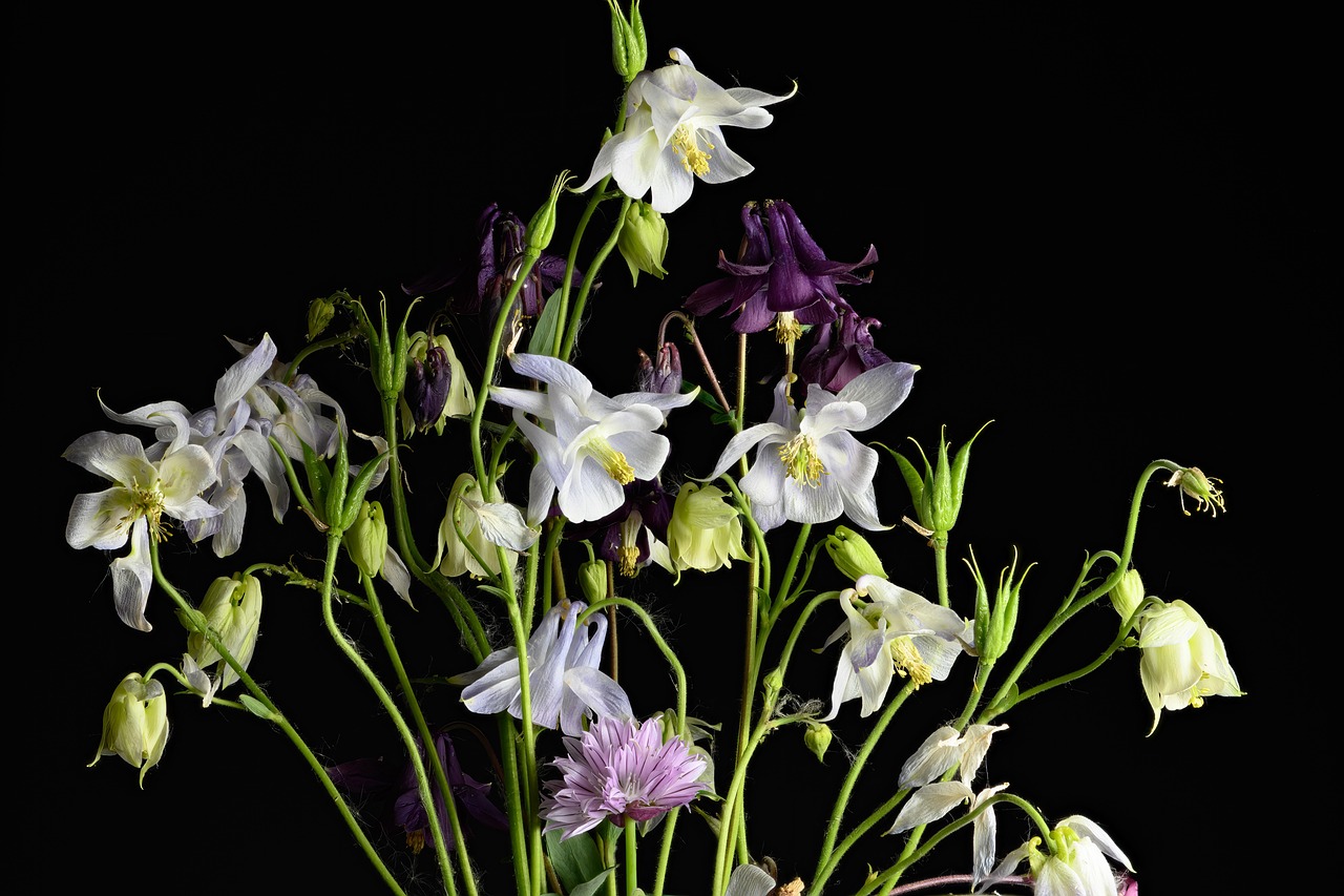 300,000+ Free Plantae & Plant Images - Pixabay