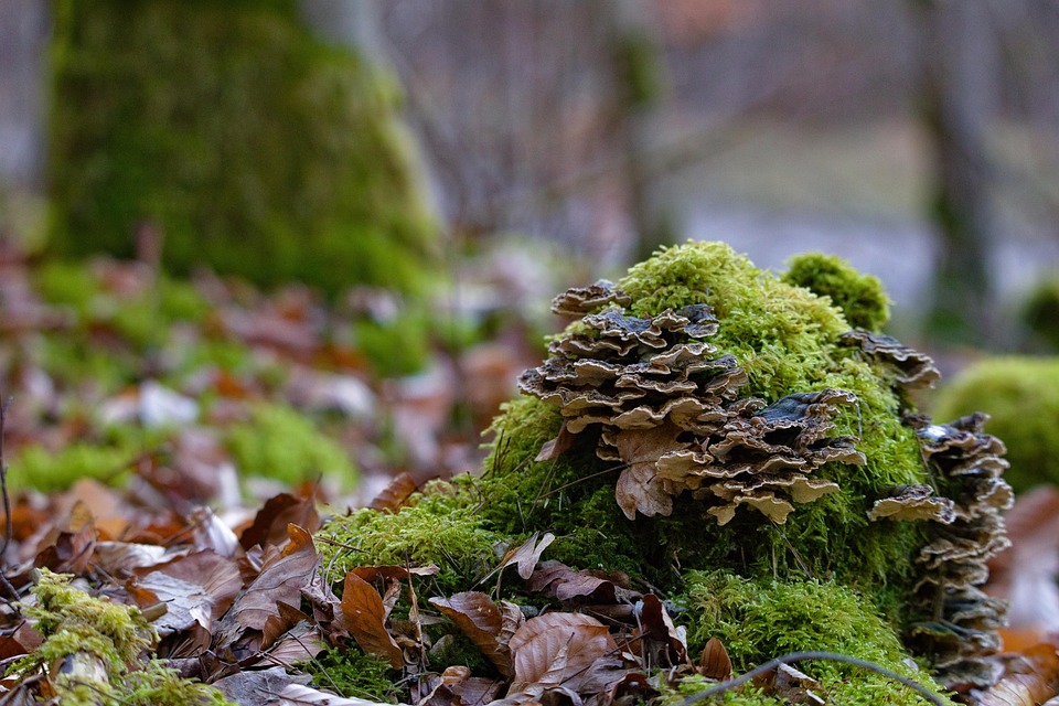 Mushroom Moss Overgrown Wooden - Free photo on Pixabay