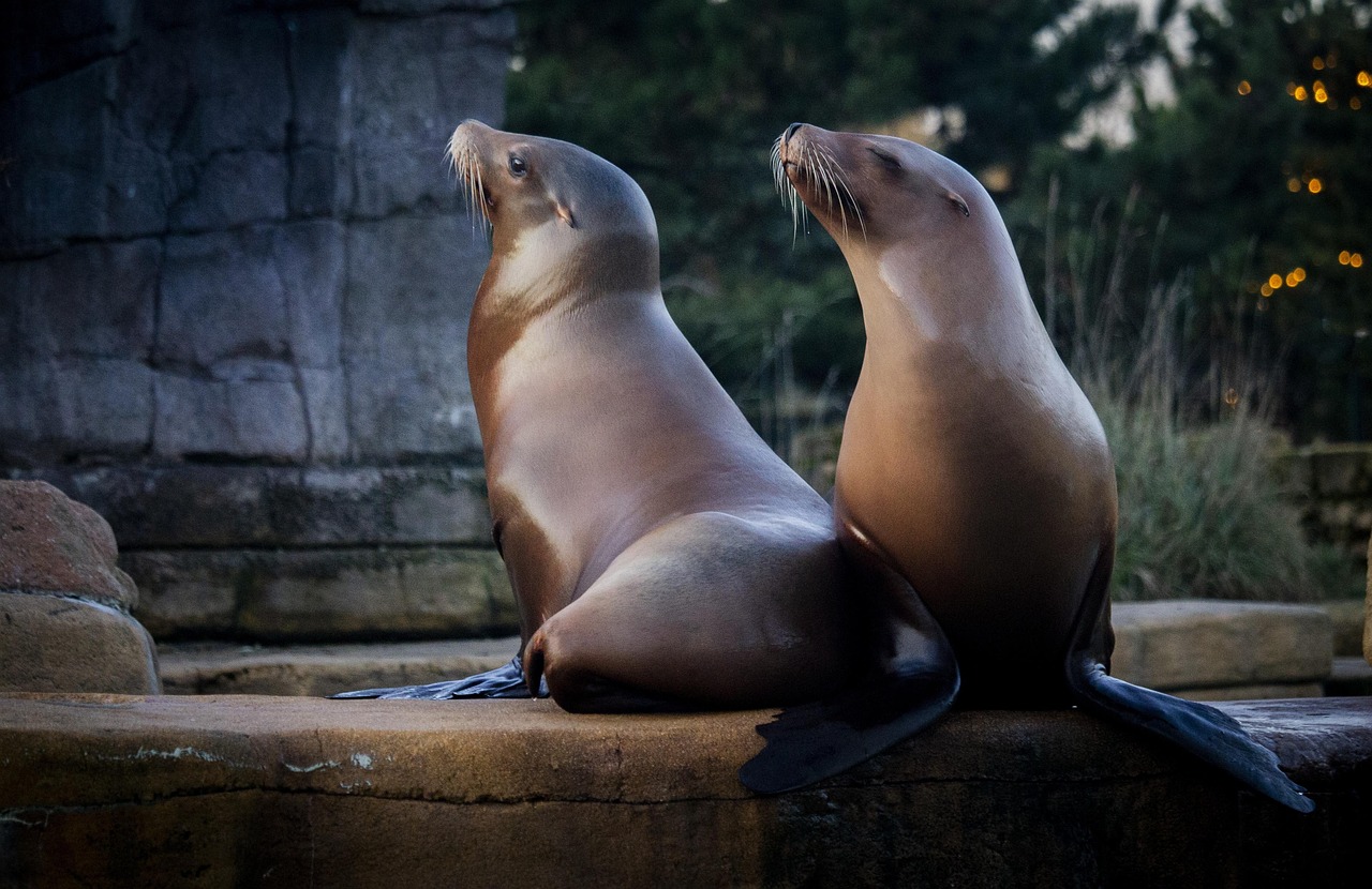 Sea Lion Seals Mammal - Free photo on Pixabay