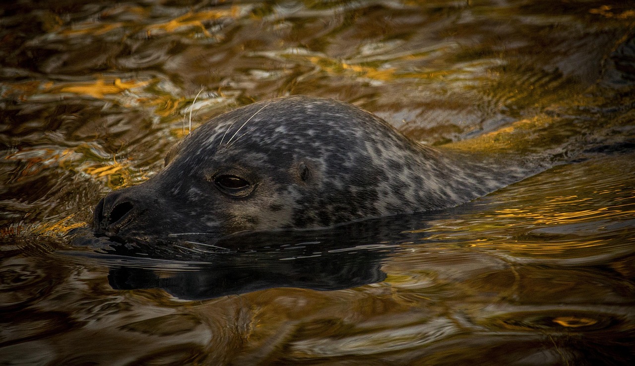 Sello Mar Animales - Foto gratis en Pixabay