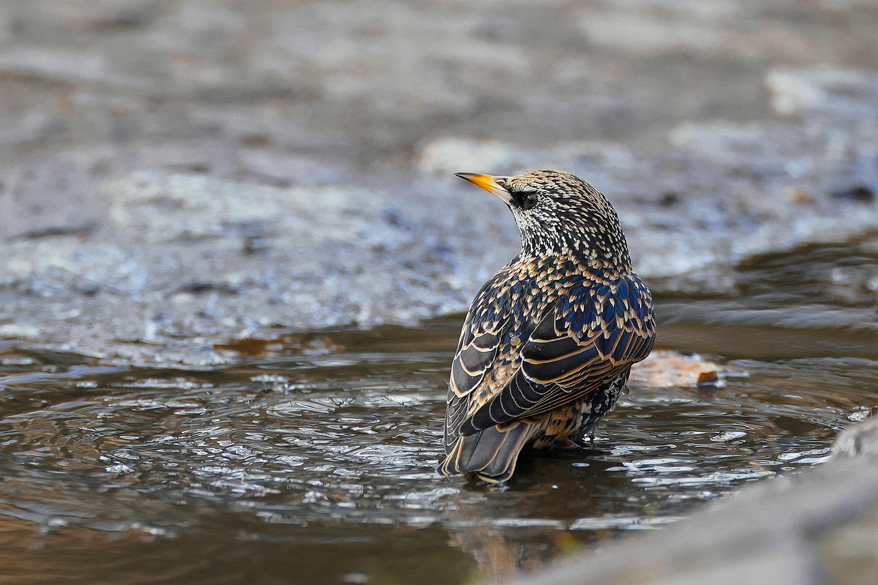 Bird Common Starling - Free photo on Pixabay