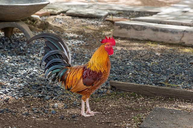 Oiseau Poulet Cultiver - Photo gratuite sur Pixabay - Pixabay