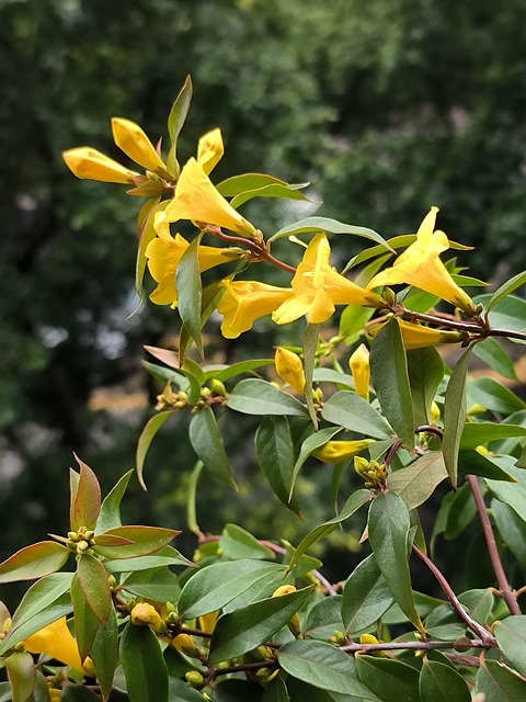 Gul Blomma I Full Blom - Gratis foto på Pixabay