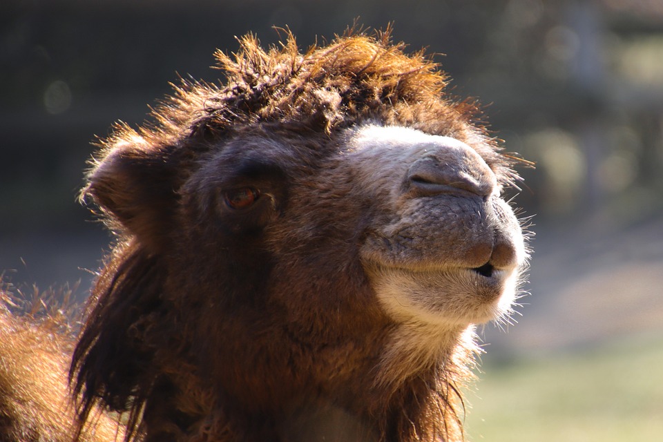 Animal Camel Mammal - Free photo on Pixabay - Pixabay