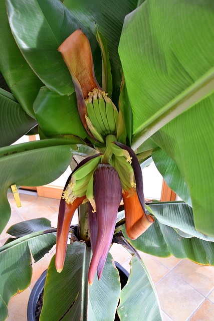 Fleur De Bananier Banane - Photo gratuite sur Pixabay - Pixabay