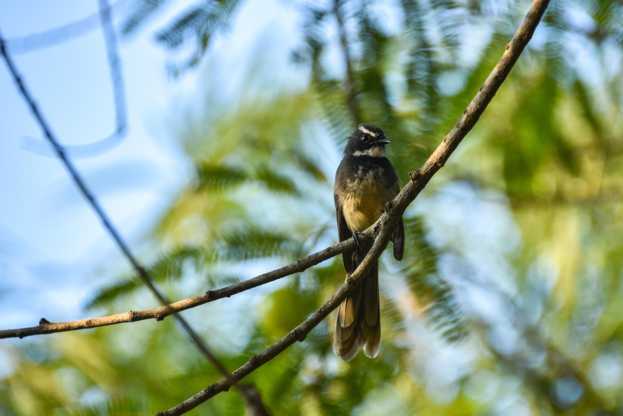 Pájaro Árbol Cola De Milano - Foto gratis en Pixabay