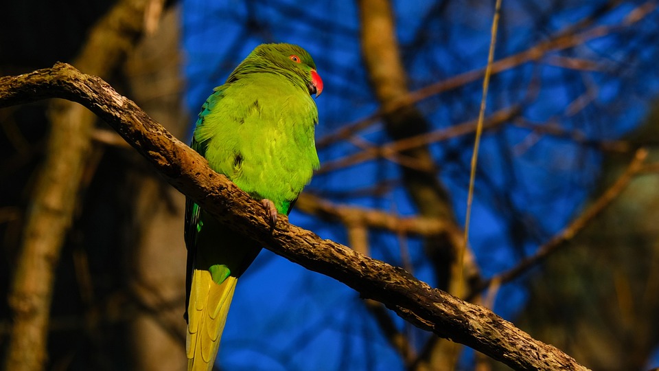 Bird Parakeet Parrot - Free photo on Pixabay