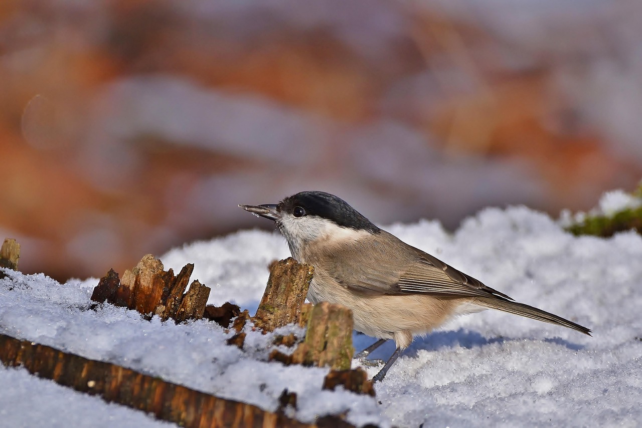 Bird Marsh Tit - Free photo on Pixabay - Pixabay