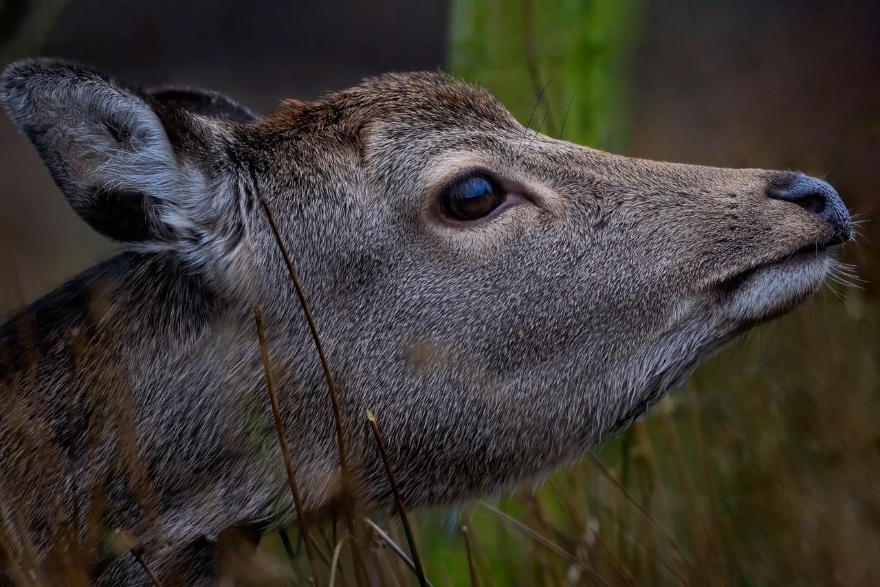 Animal Deer Mammal - Free photo on Pixabay