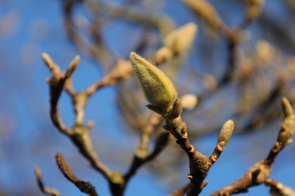 Tree Magnolia Bud - Free photo on Pixabay