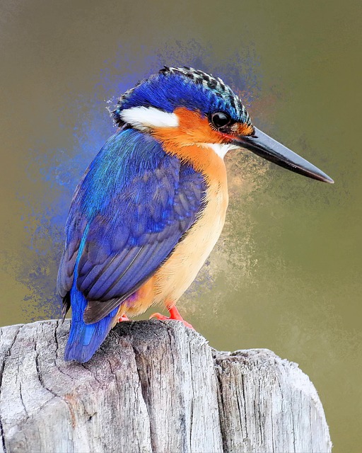 Burung Pekakak Lukisan - Gambar gratis di Pixabay - Pixabay