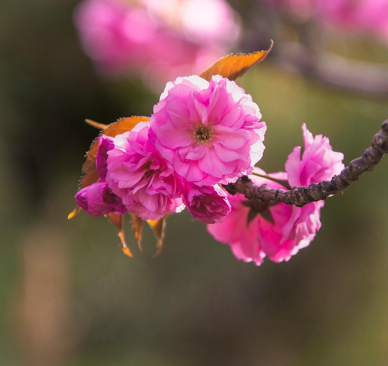 Fleurs Fleur De Pêche Pétales - Photo gratuite sur Pixabay