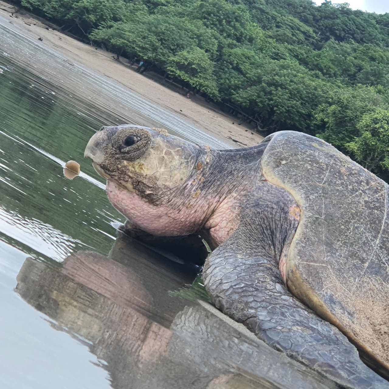 Turtles Sea The Flower - Free photo on Pixabay - Pixabay
