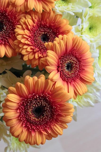 Floristry Seikat Bunga Gerbera - Foto gratis di Pixabay - Pixabay
