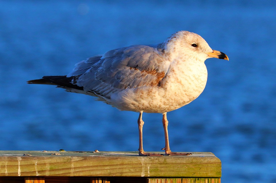 Seagull Gull Bird - Free photo on Pixabay