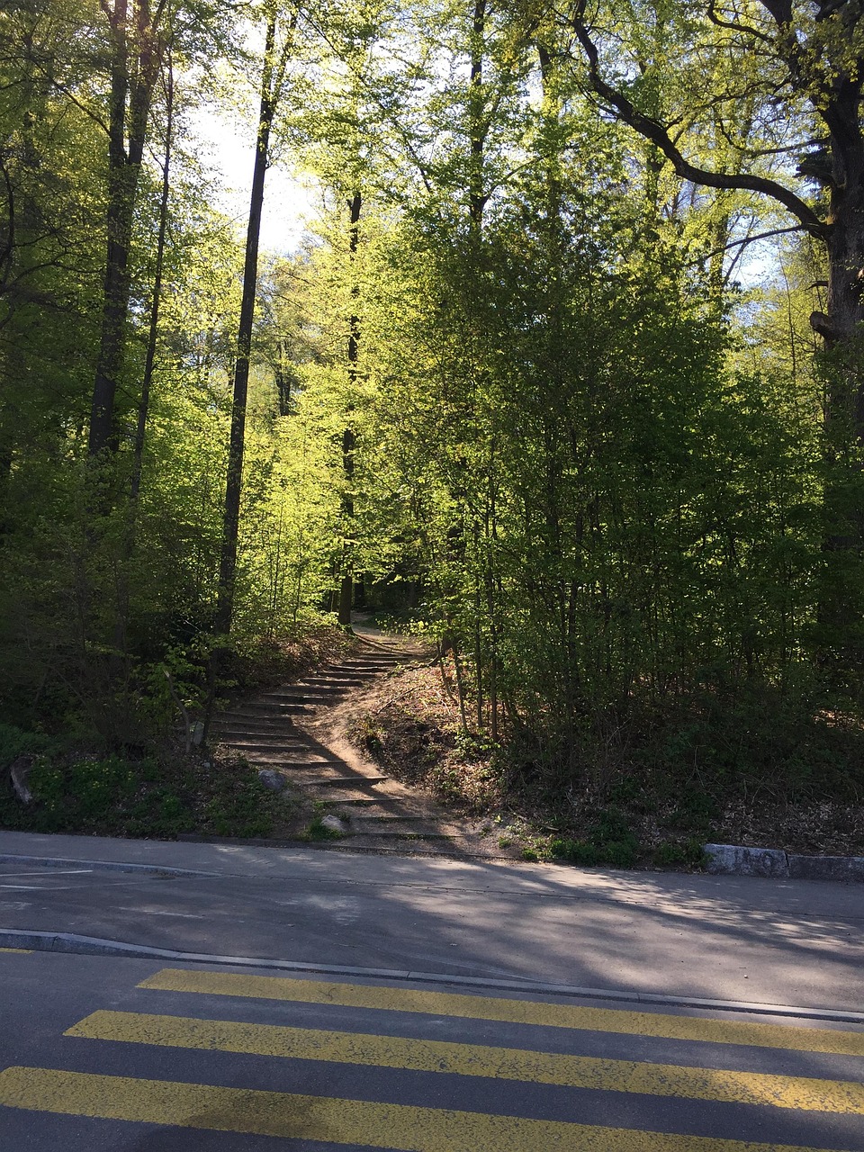 Edge Of The Forest Path - Free photo on Pixabay