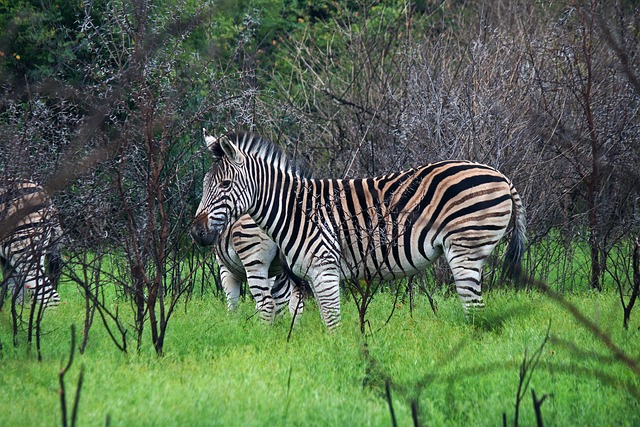 Zebra Mammal Animal Wild - Free photo on Pixabay