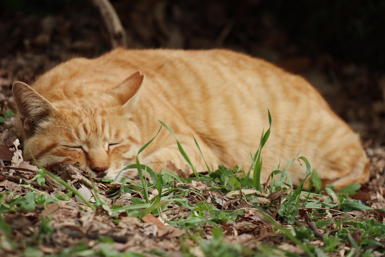 50.000+ kostenlose Schlafende Katze und Katze-Bilder - Pixabay