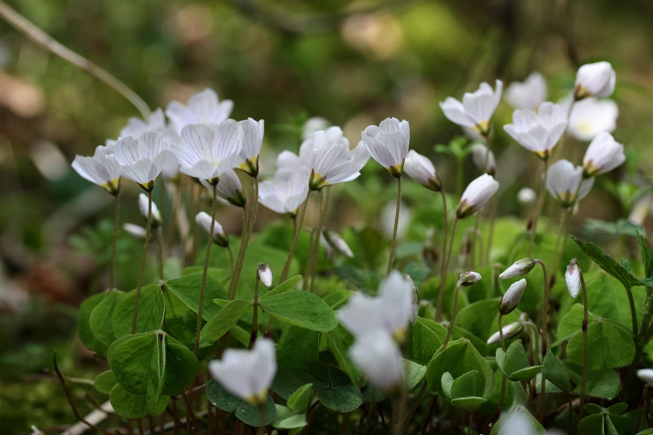 Forest Floor Sorrel Wild Plant - Free photo on Pixabay - Pixabay