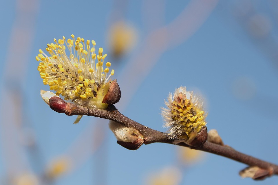 Willow Catkin Bush Blossom - Free photo on Pixabay