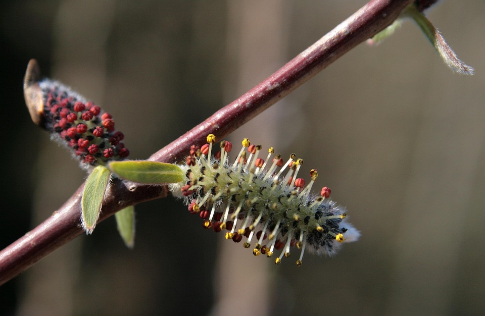 Nature Botany Willow Catkin Bush - Free photo on Pixabay