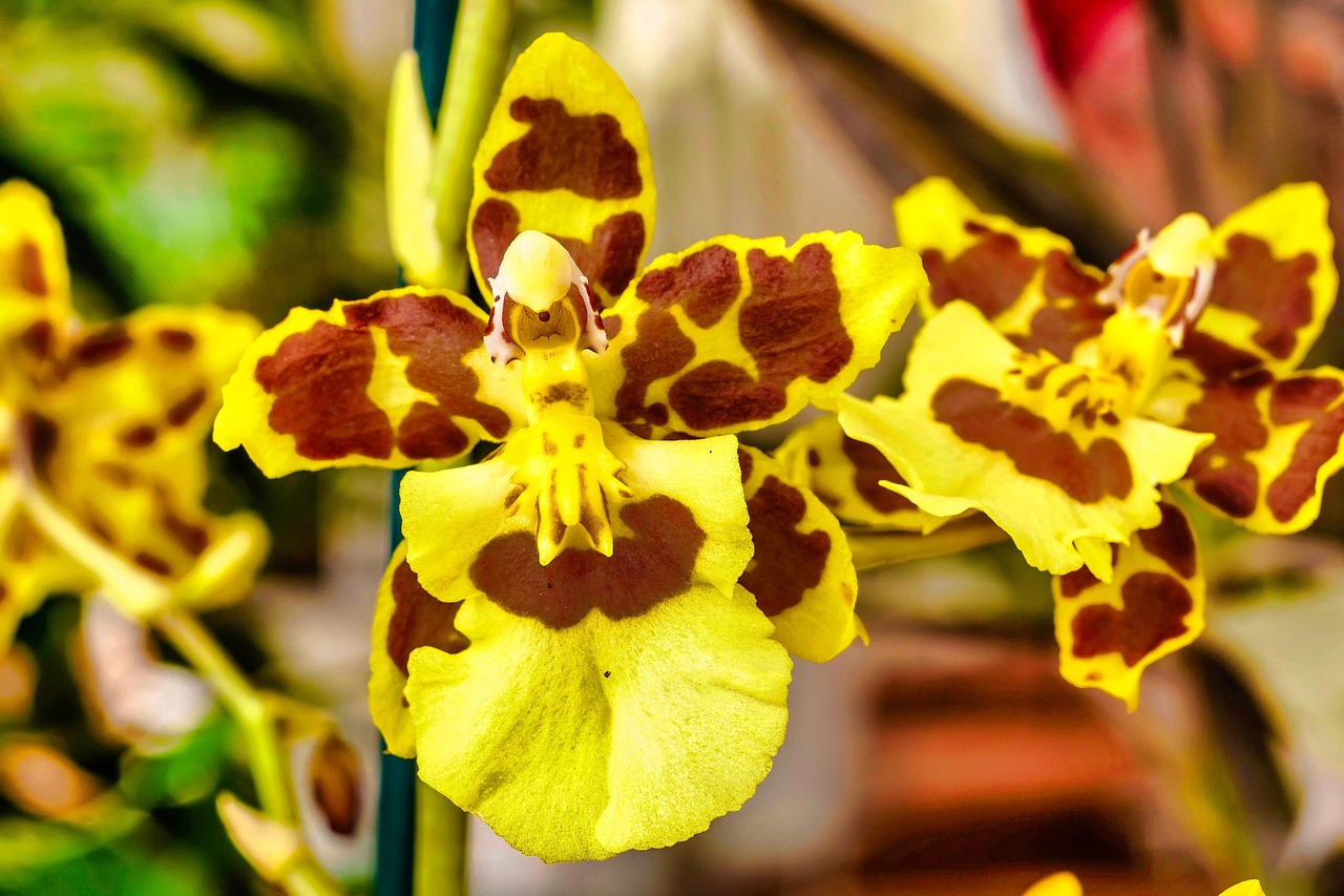Orchidée Fleur La Nature - Photo gratuite sur Pixabay - Pixabay