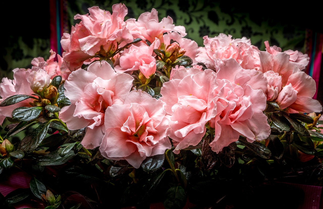 Azalea Flower Blossoms - Free photo on Pixabay