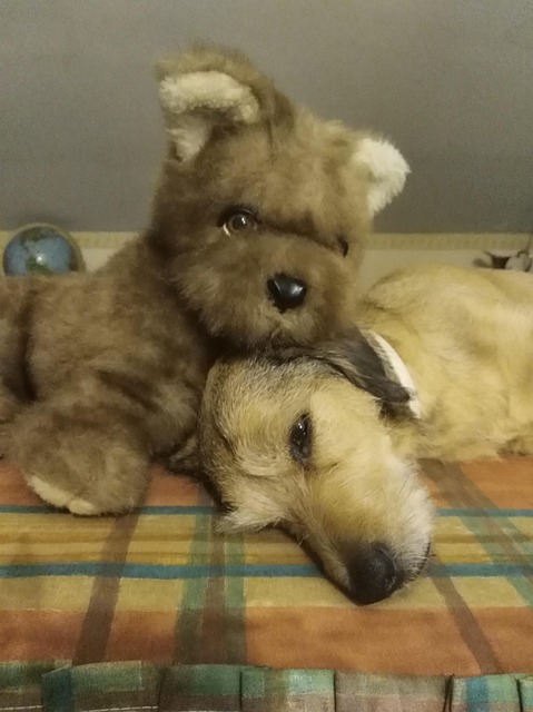 Hunde Tiere Teddys - Kostenloses Foto auf Pixabay - Pixabay