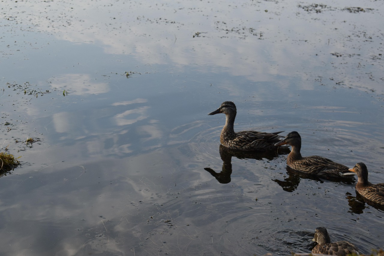 Patos Lago Agua - Foto gratuita no Pixabay - Pixabay