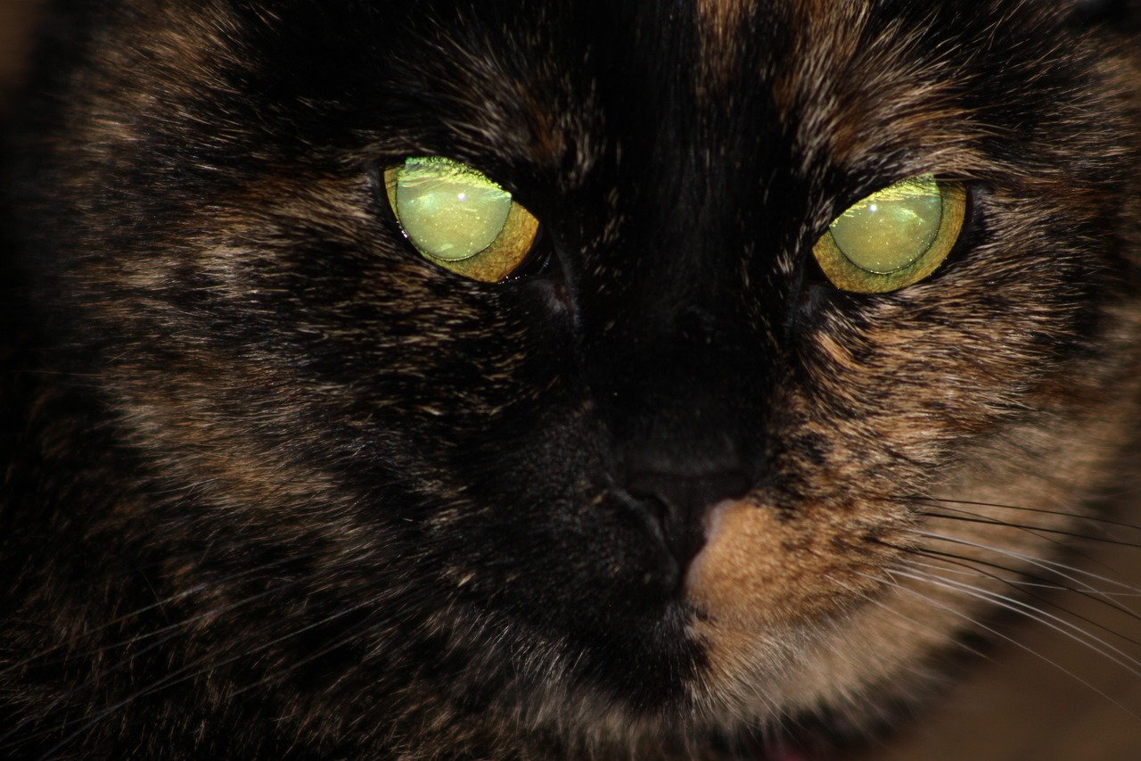 Cat Les Yeux Portrait Animal De - Photo gratuite sur Pixabay - Pixabay
