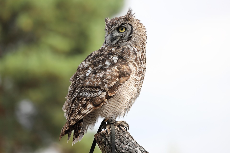 Bird Owl Of Prey - Free photo on Pixabay - Pixabay