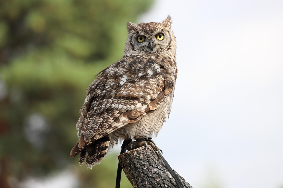 Owl Birds Bird Of Prey - Free photo on Pixabay