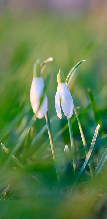 Snowdrop Bells Flowers - Free photo on Pixabay