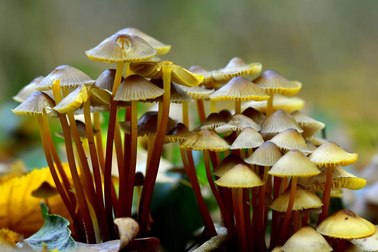Mushroom Autumn Forest - Free photo on Pixabay - Pixabay
